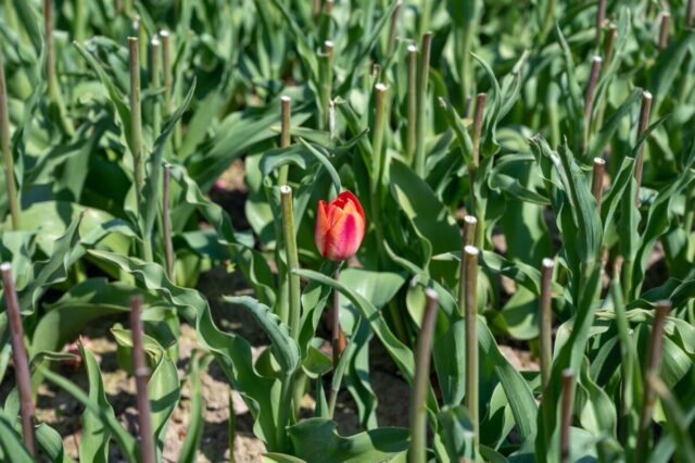 How to Care for Tulips After Blooming – No Matter Where You Live