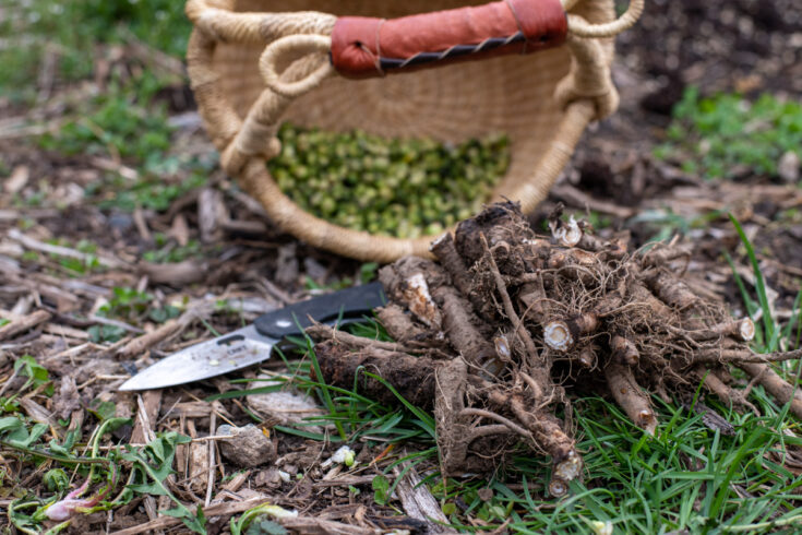 How to Make Dandelion Capers the Easy Way