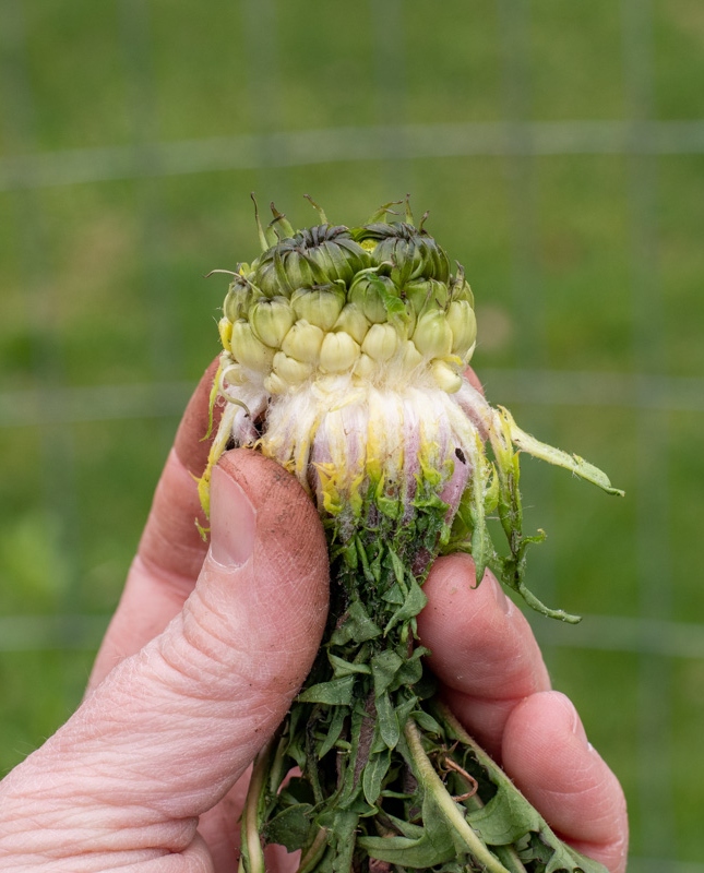 How to Make Dandelion Capers the Easy Way