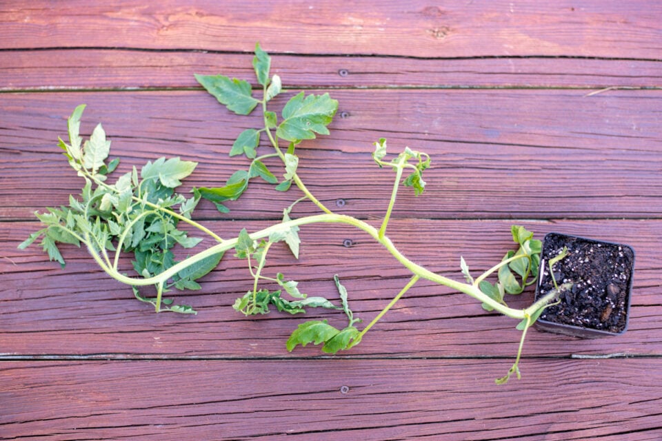 The Potting Up Secret For Growing Monster Tomato Plants