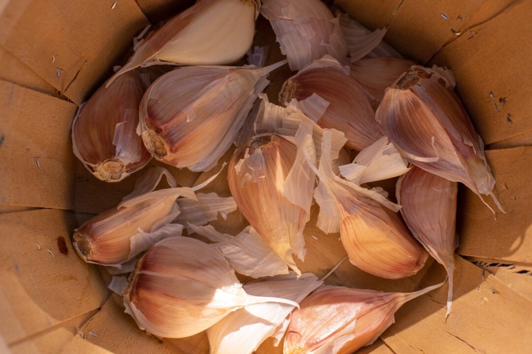 Yes! You Can Plant Garlic In The Spring - Here's How