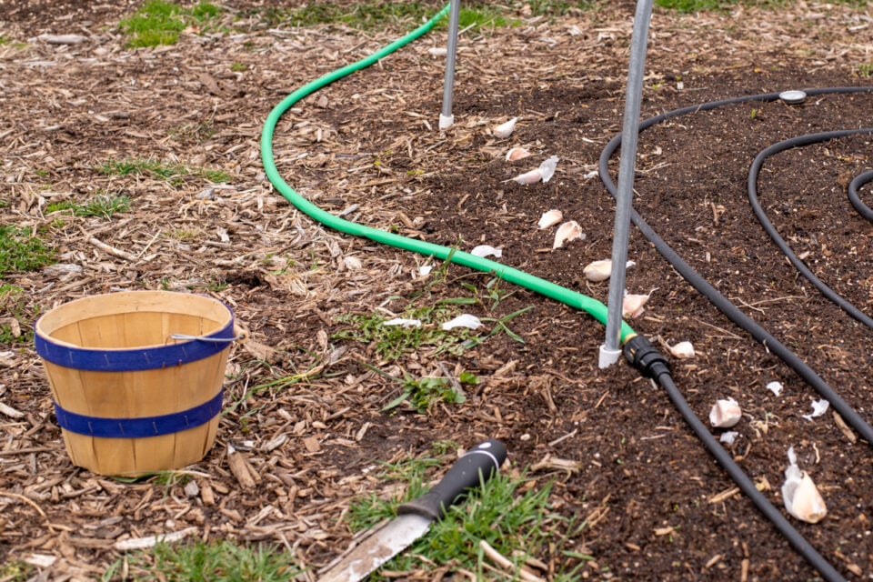 Yes! You Can Plant Garlic In The Spring - Here's How