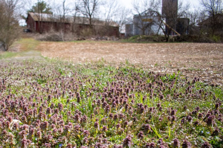 Foraging Purple Dead Nettle In Spring & Ways To Use It