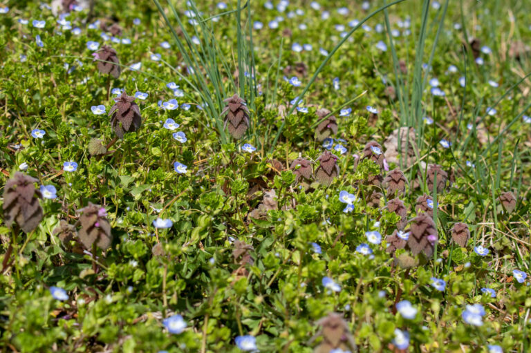 Foraging Purple Dead Nettle In Spring & Ways To Use It