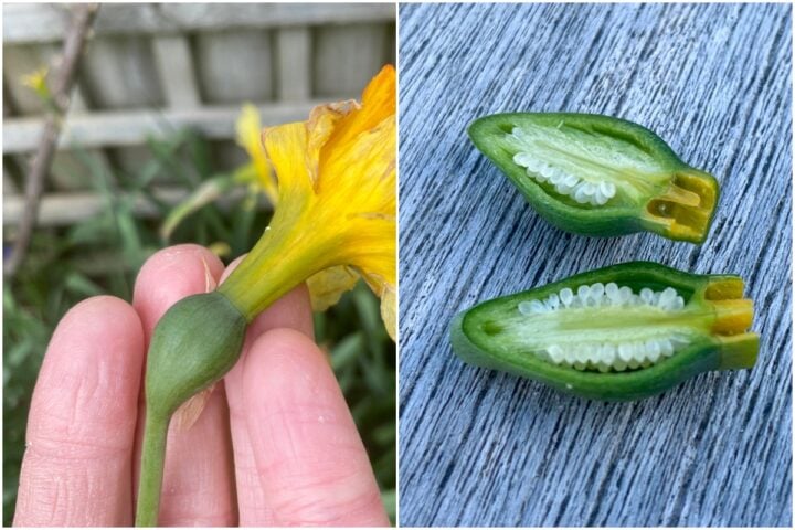 How to Collect & Grow Daffodils from Seed (& Why You Should Try It)