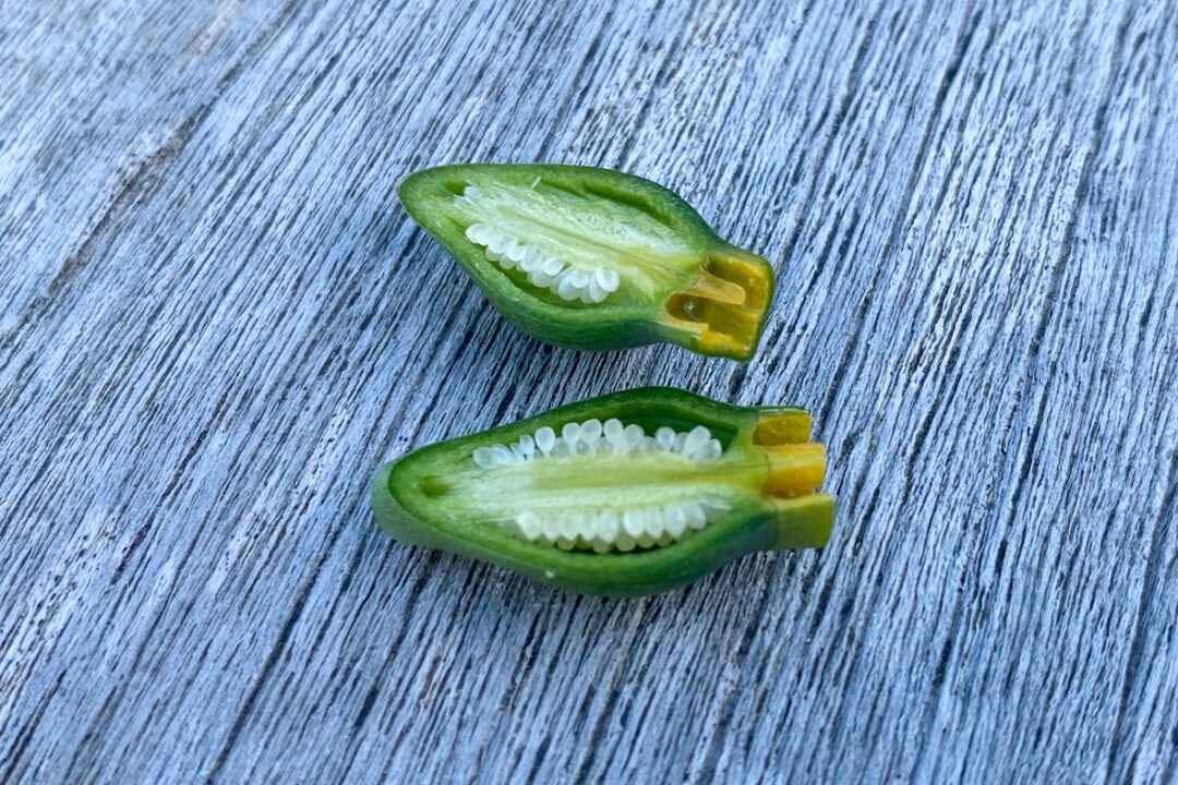 How to Collect & Grow Daffodils from Seed (& Why You Should Try It)