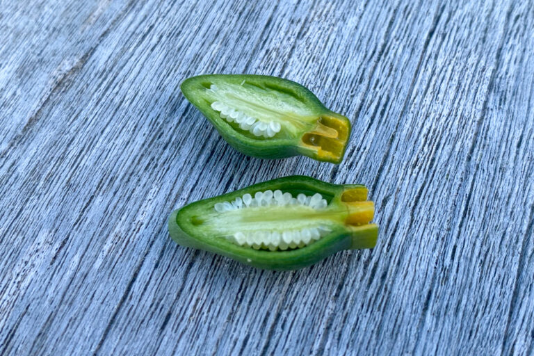 How to Collect & Grow Daffodils from Seed (& Why You Should Try It)