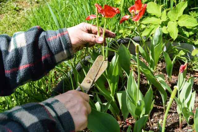 How to Care for Tulips After Blooming – No Matter Where You Live