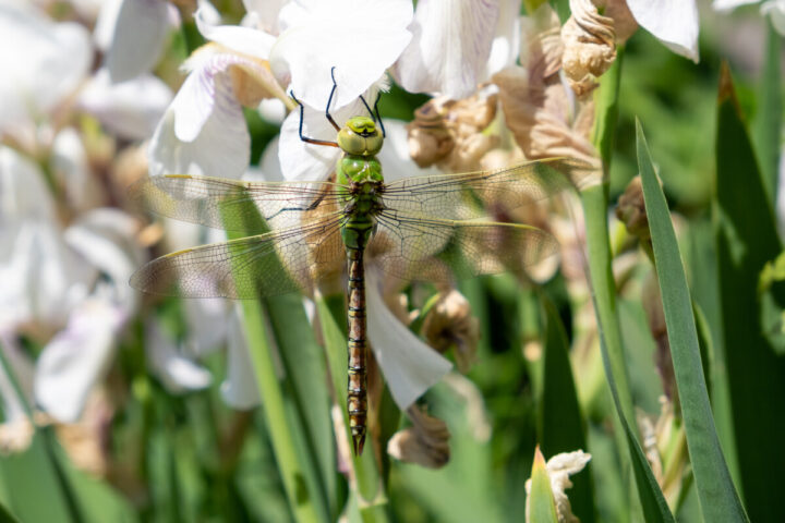 4 Reasons You Need Dragonflies In Your Backyard & How To Attract Them