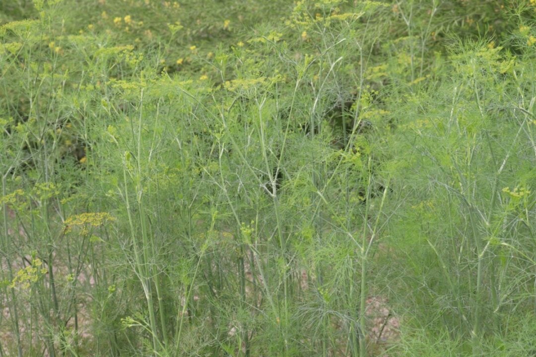 Why Fennel Is Really Bad For Your Garden – But You Should Grow it Anyway