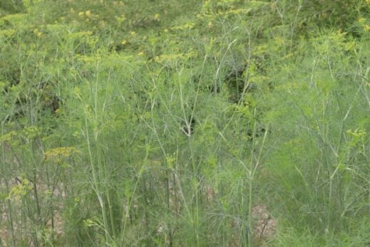 Why Fennel Is Really Bad For Your Garden – But You Should Grow it Anyway