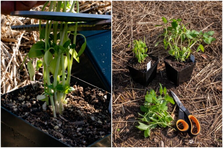 My Herb Planting Trick For Growing Huge Plants
