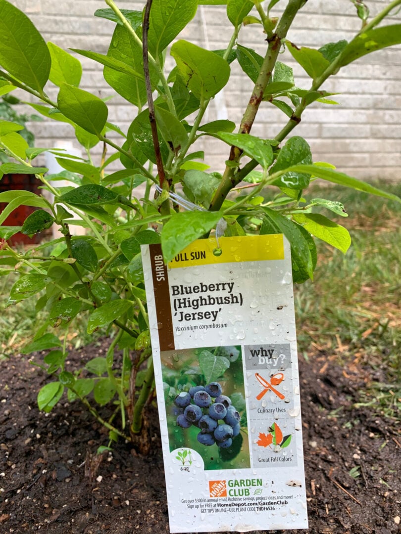 7 Blueberry Companion Plants & 14 Plants To Keep Far Away