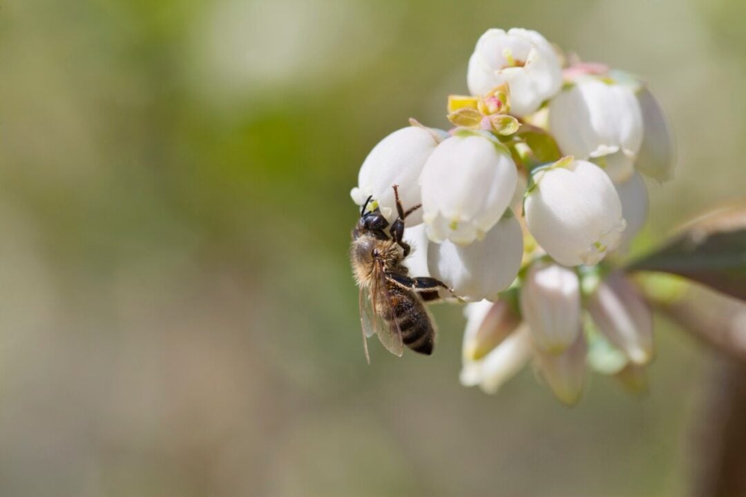 The Complete Guide to Planting Blueberry Bushes + Instantly Acidify ...
