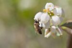 The Complete Guide to Planting Blueberry Bushes + Instantly Acidify ...