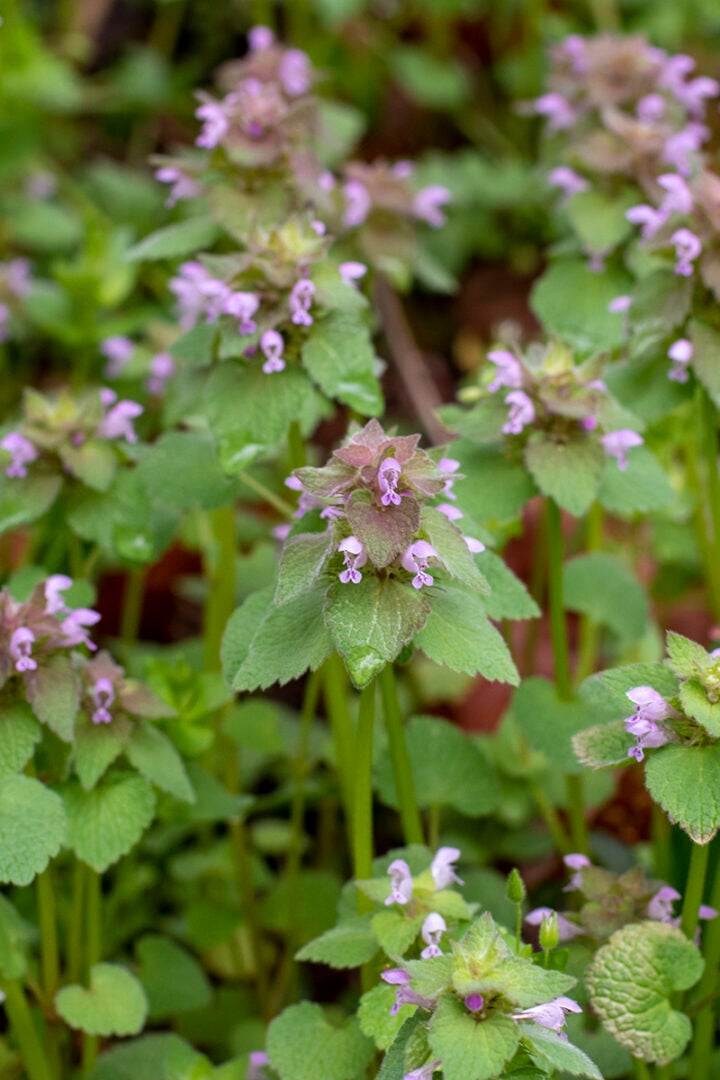 Foraging Purple Dead Nettle In Spring & Ways To Use It