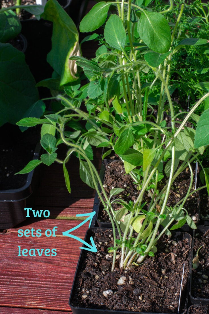 My Herb Planting Trick For Growing Huge Plants