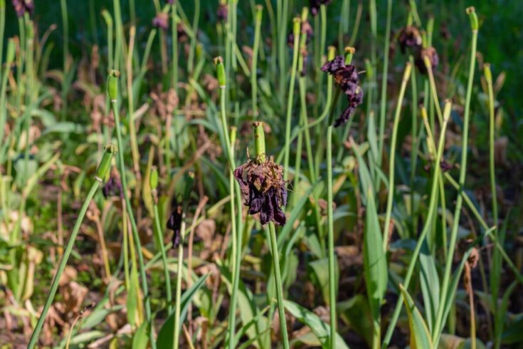 How to Care for Tulips After Blooming – No Matter Where You Live