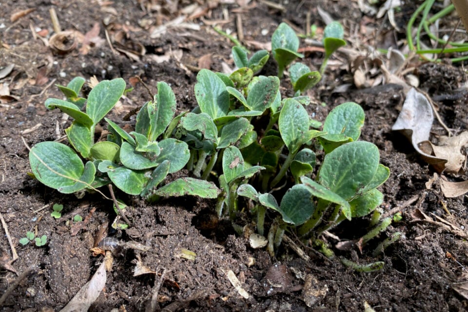 5 Methods to Compost-in-Place - The Easiest Way to Compost Food Scraps