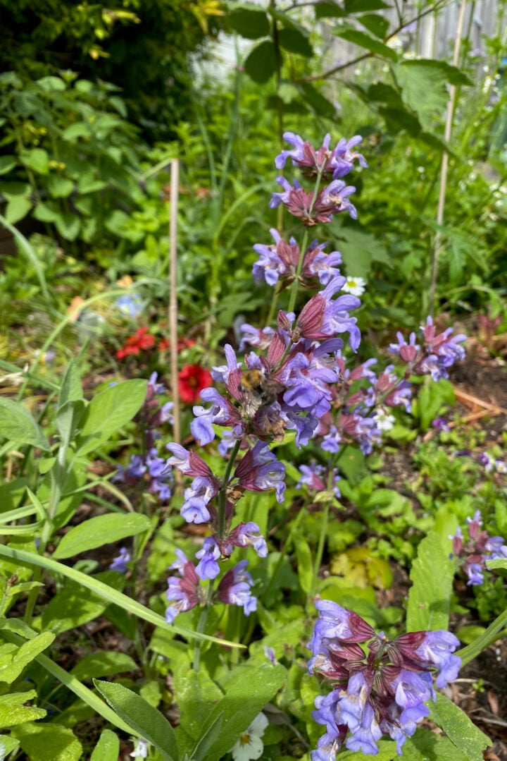5 Methods to Compost-in-Place - The Easiest Way to Compost Food Scraps