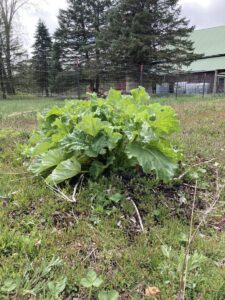How & When To Divide Rhubarb