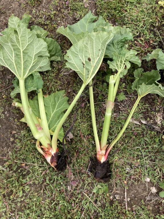 How & When To Divide Rhubarb