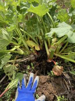 How & When To Divide Rhubarb