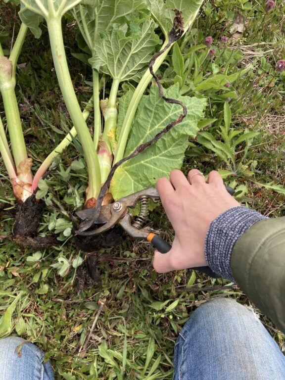 How & When To Divide Rhubarb