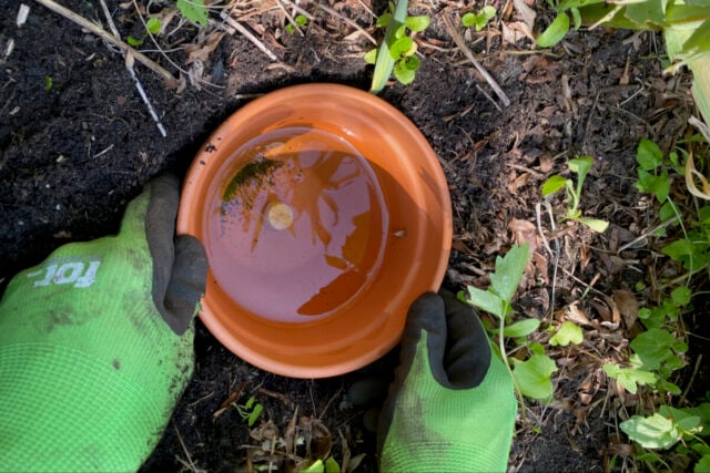 How to Make an Olla for Effortless Garden Irrigation