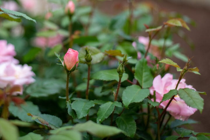 How to Plant Bare Root Roses for Cheap & Gorgeous Blooms