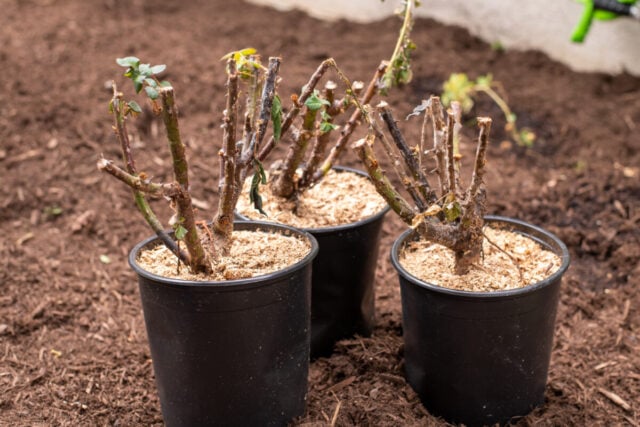 How to Plant Bare Root Roses for Cheap & Gorgeous Blooms