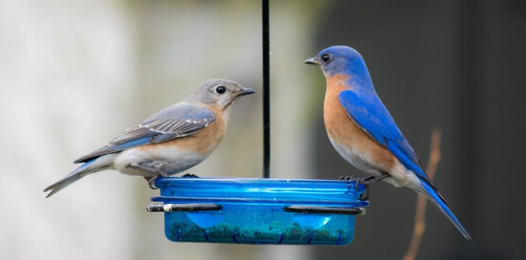 5 Ways To Attract Bluebirds To Your Yard