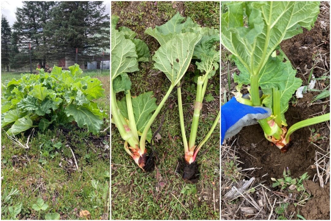 How & When To Divide Rhubarb