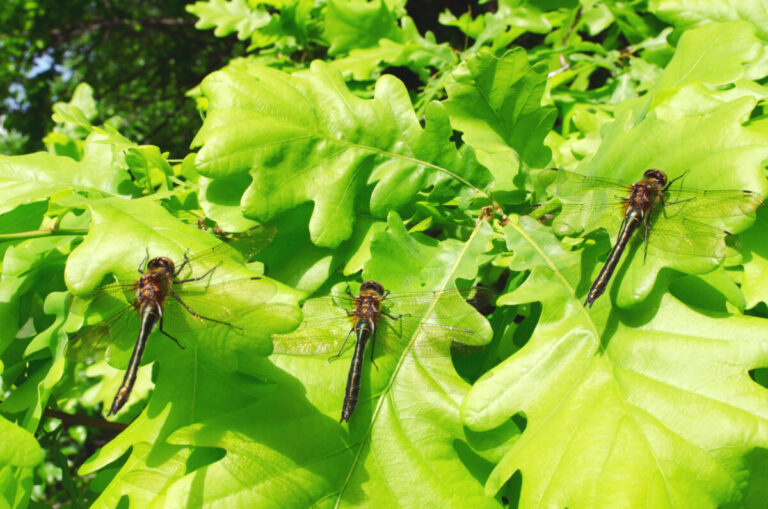 4 Reasons You Need Dragonflies In Your Backyard & How To Attract Them