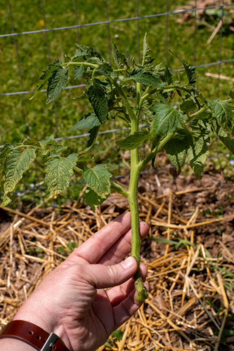 Bury a Fish Head Under Your Tomatoes for a Huge Harvest