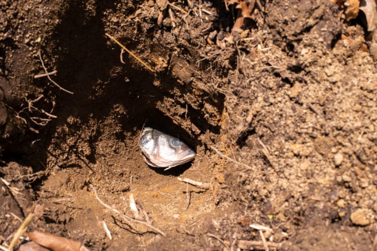 Bury a Fish Head Under Your Tomatoes for a Huge Harvest