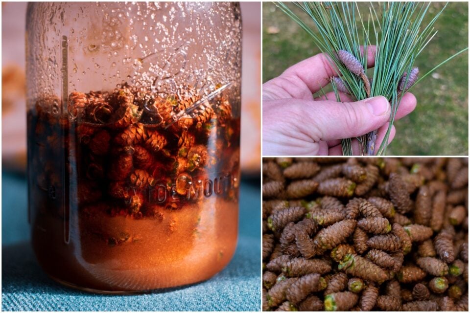 Pine Cone Syrup – Make This Pricey Gourmet Topping for Pennies