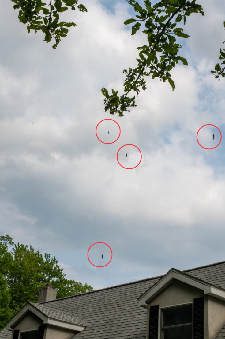 Dealing With Spongy Moth (Gypsy Moth) Caterpillar Infestations