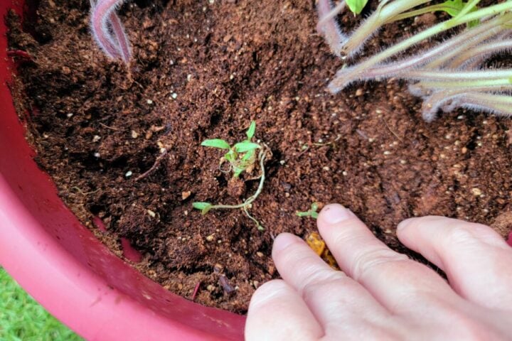 The Surprising Results From My "Tomato Slice Planting" Experiment