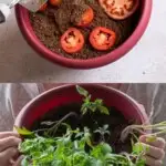 The Surprising Results From My "Tomato Slice Planting" Experiment