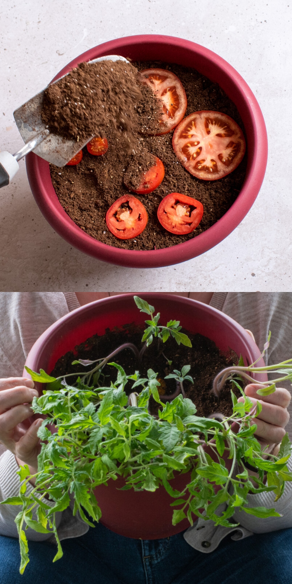 The Surprising Results From My "Tomato Slice Planting" Experiment