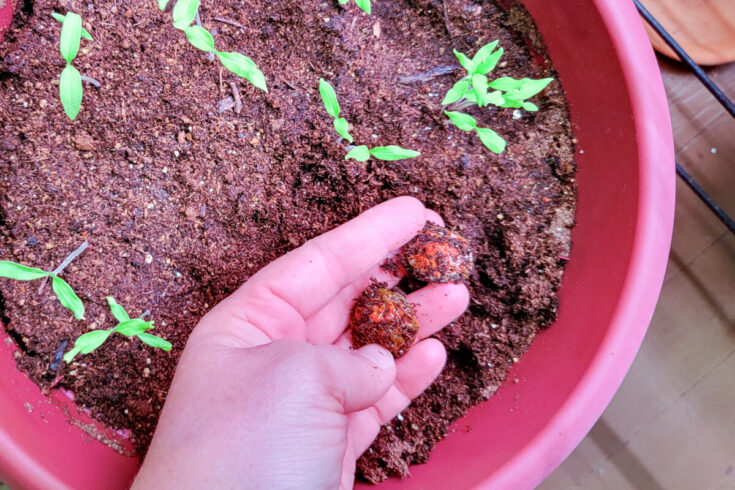 The Surprising Results From My "Tomato Slice Planting" Experiment