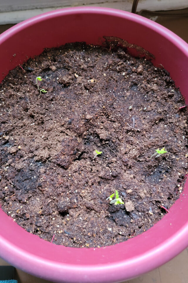 The Surprising Results From My "Tomato Slice Planting" Experiment