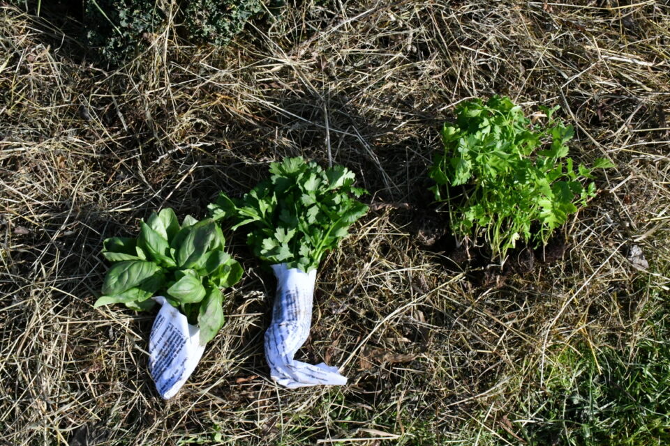 8 Spring Jobs For Every No Dig Gardener