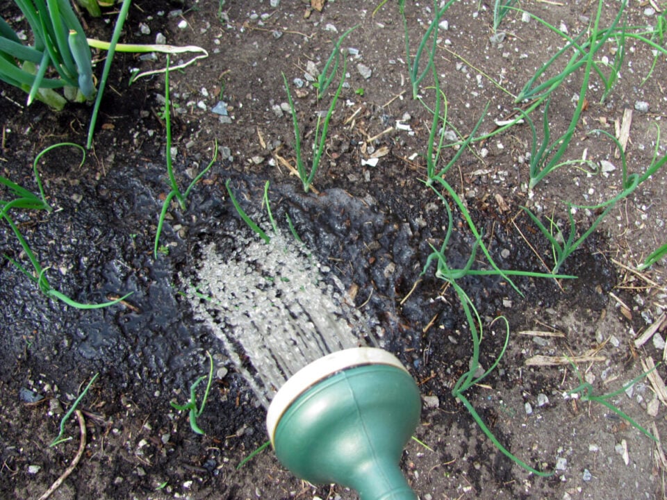 How to Brew Aerated Compost Tea (& 5 Reasons Why You Should)