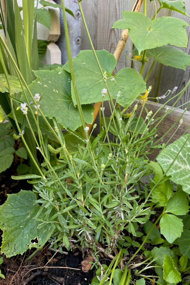 5 Lavender Mistakes That Could Seriously Harm Your Plant