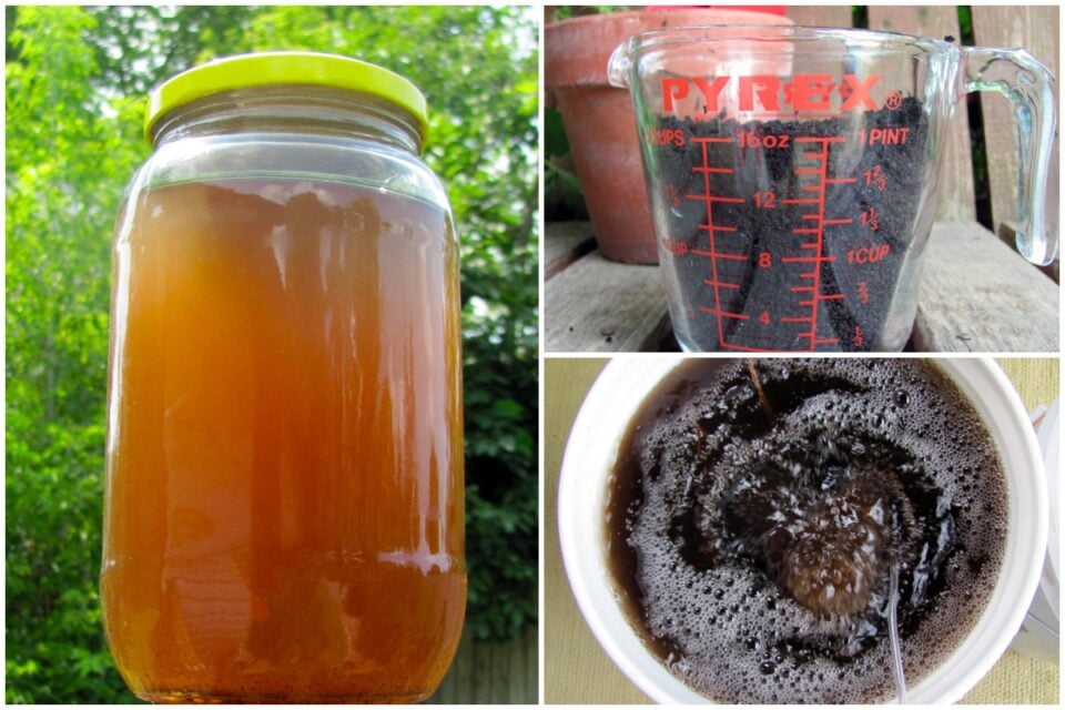 How to Brew Aerated Compost Tea (& 5 Reasons Why You Should)