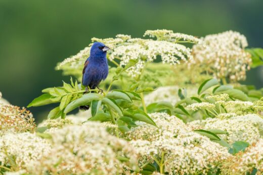 8 Reasons to Grow Elderberry in Your Yard & How to Get Started