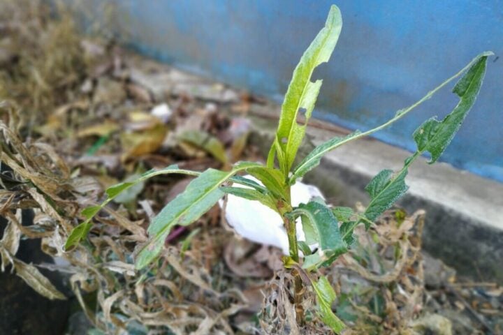 How To Grow Tarragon: Best Varieties, Care Guide & Uses