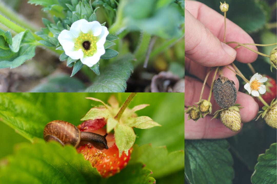 Stop Struggling to Grow Strawberries - All Your Berry Issues Solved